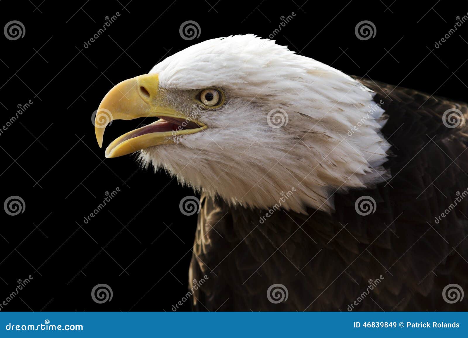 1,182 Dramatic Eagle Stock Photos - Free & Royalty-Free Stock Photos ...