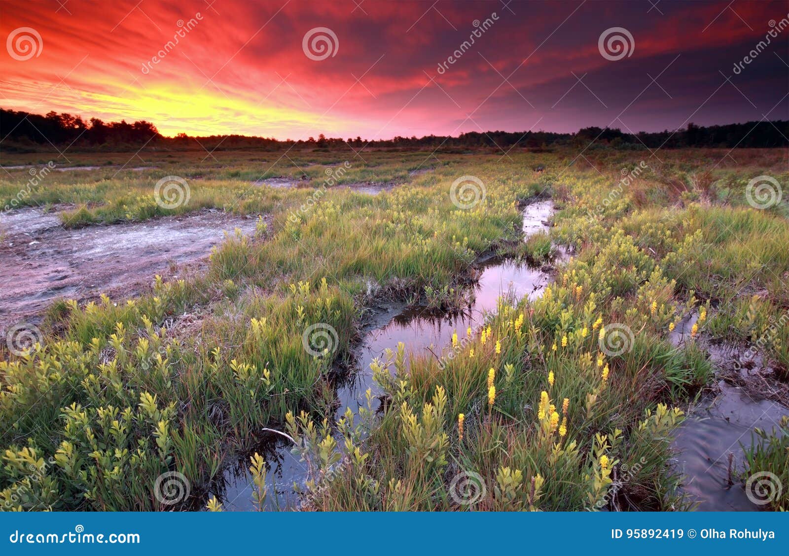 Dramatic Fire Sunrise Over Moosland with Bog Asphodel Stock Image ...