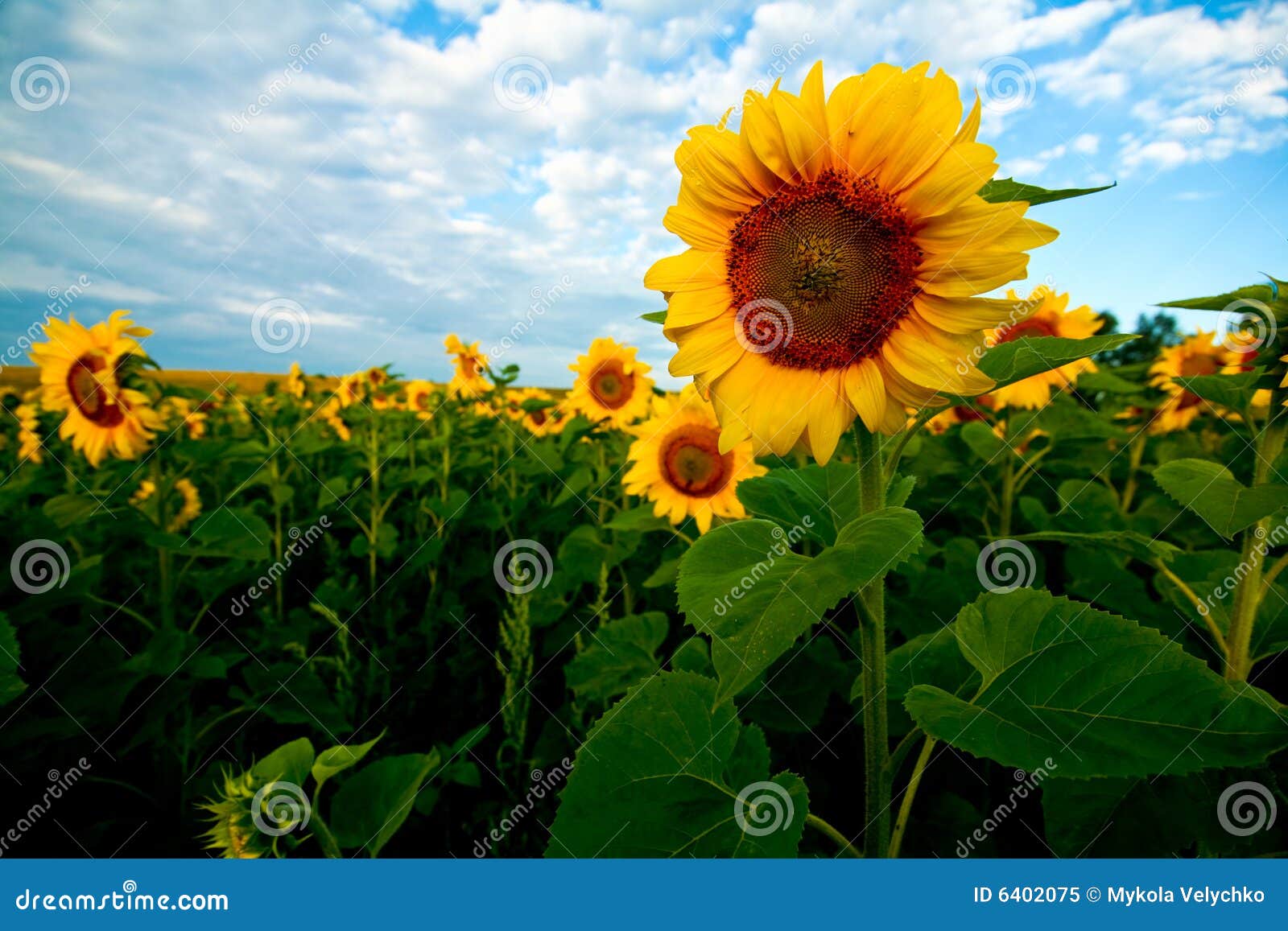 Dramatic flowers stock image. Image of growth, cultivated - 6402075