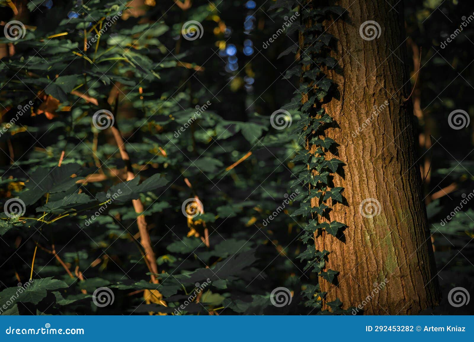 Dramatic Forest Foliage on Tree Bark in Pleasant Sun Light Natural ...