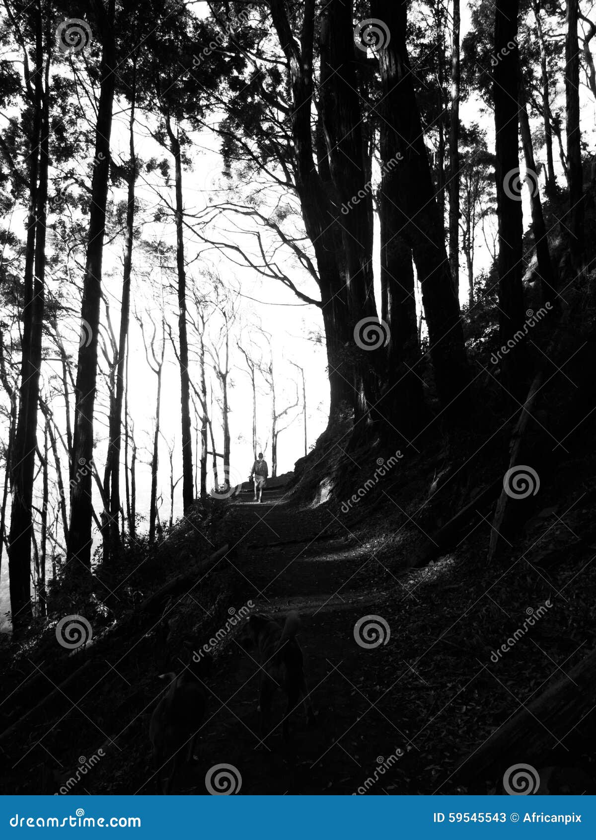 Dramatic Forest Hiking Trail Stock Image - Image of trail, white: 59545543