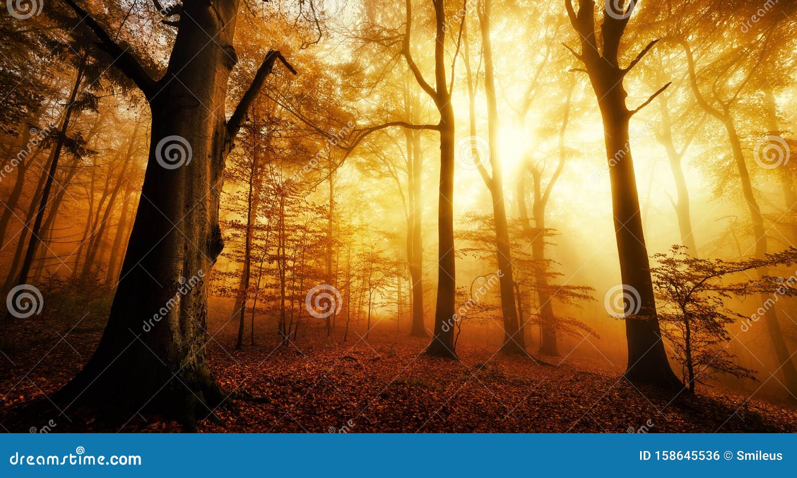 Dramatic Forest Scenery in Gold Light Stock Photo - Image of nature ...
