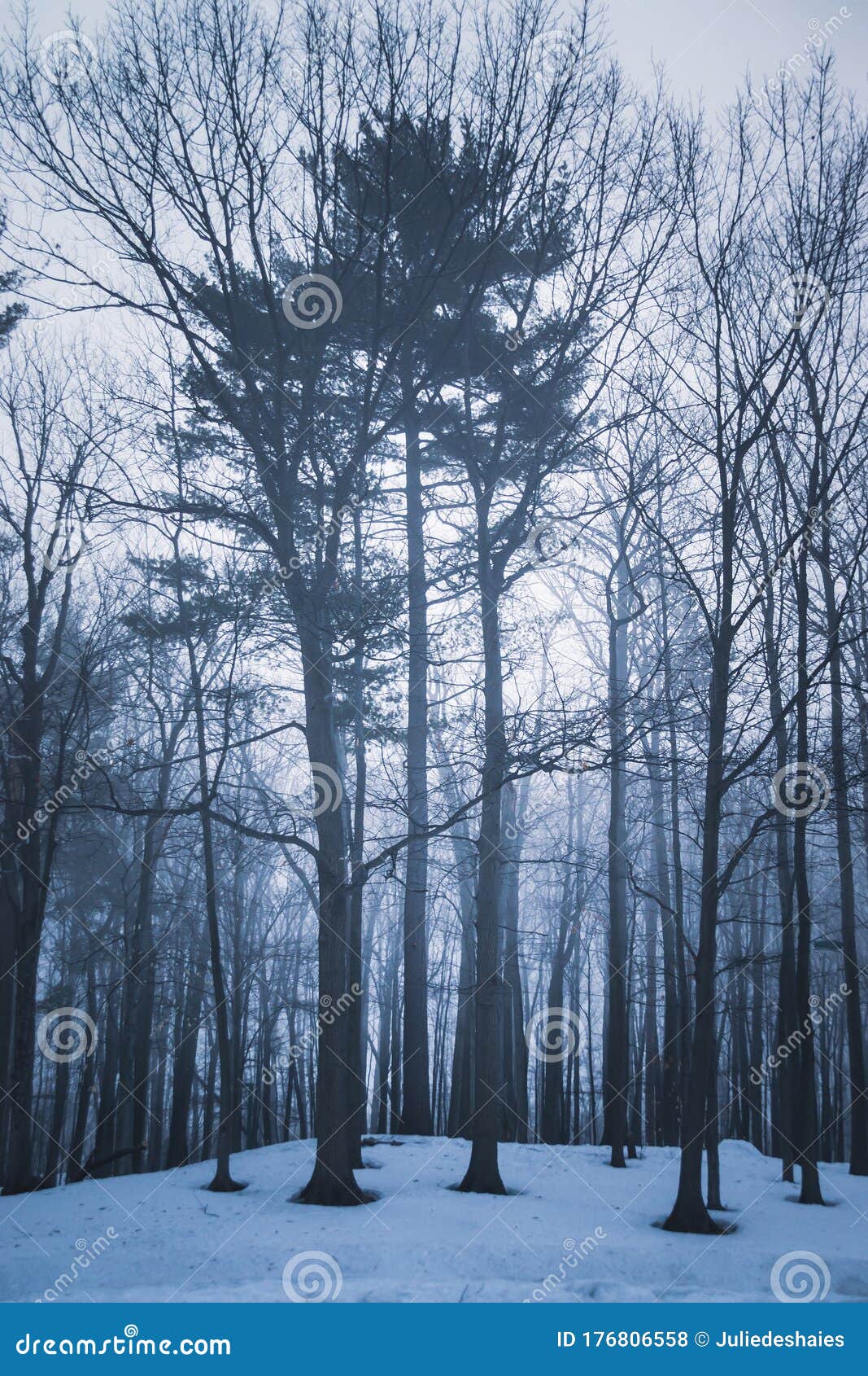 Dramatic Forest Trees at Winter Dawn Stock Photo - Image of nature ...