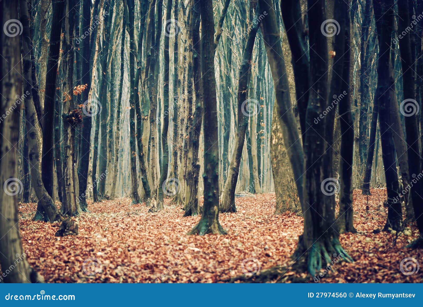 Dramatic forest view stock photo. Image of natural, faded - 27974560