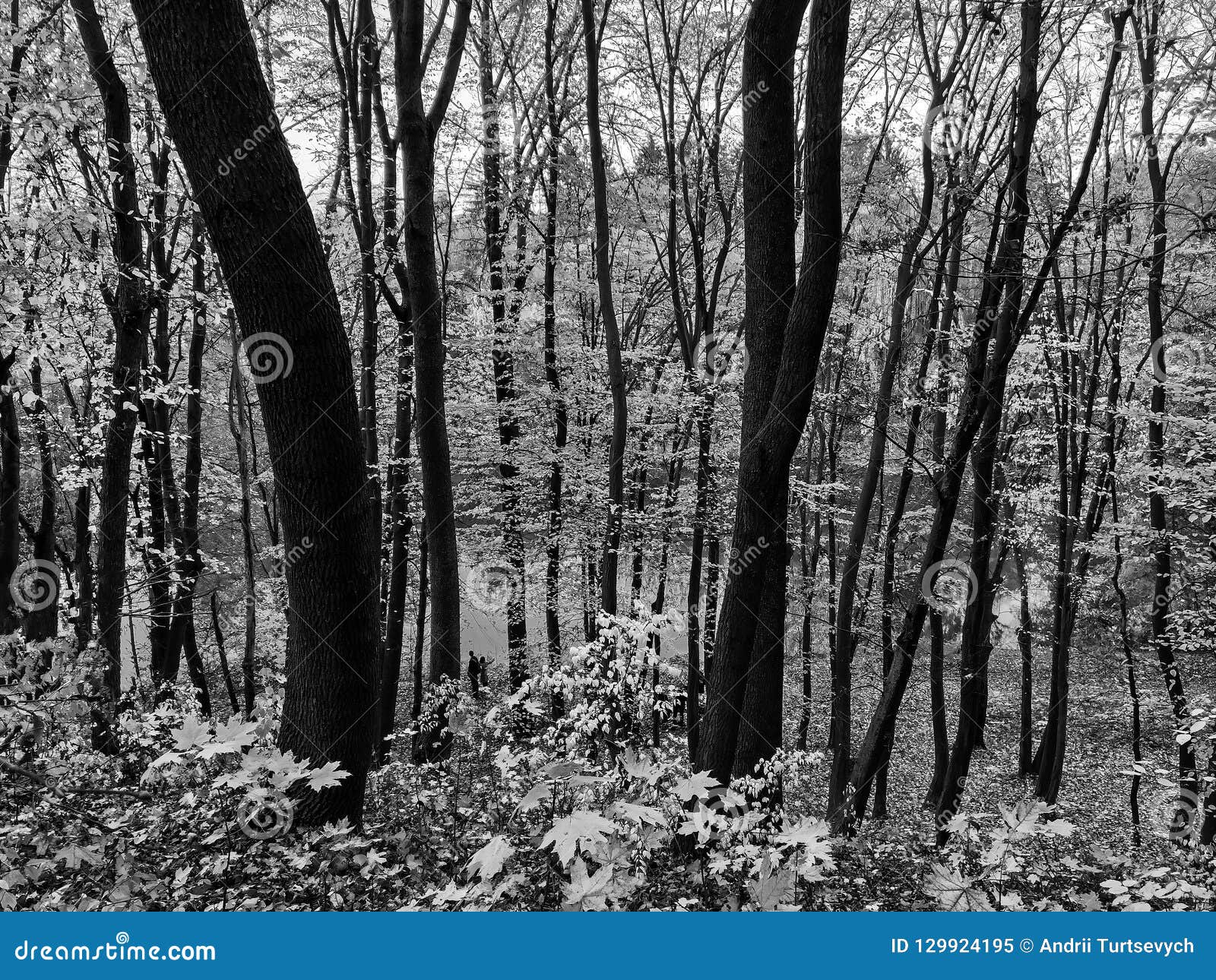 Dramatic Graphical View Forest in Autumn Stock Image - Image of park ...