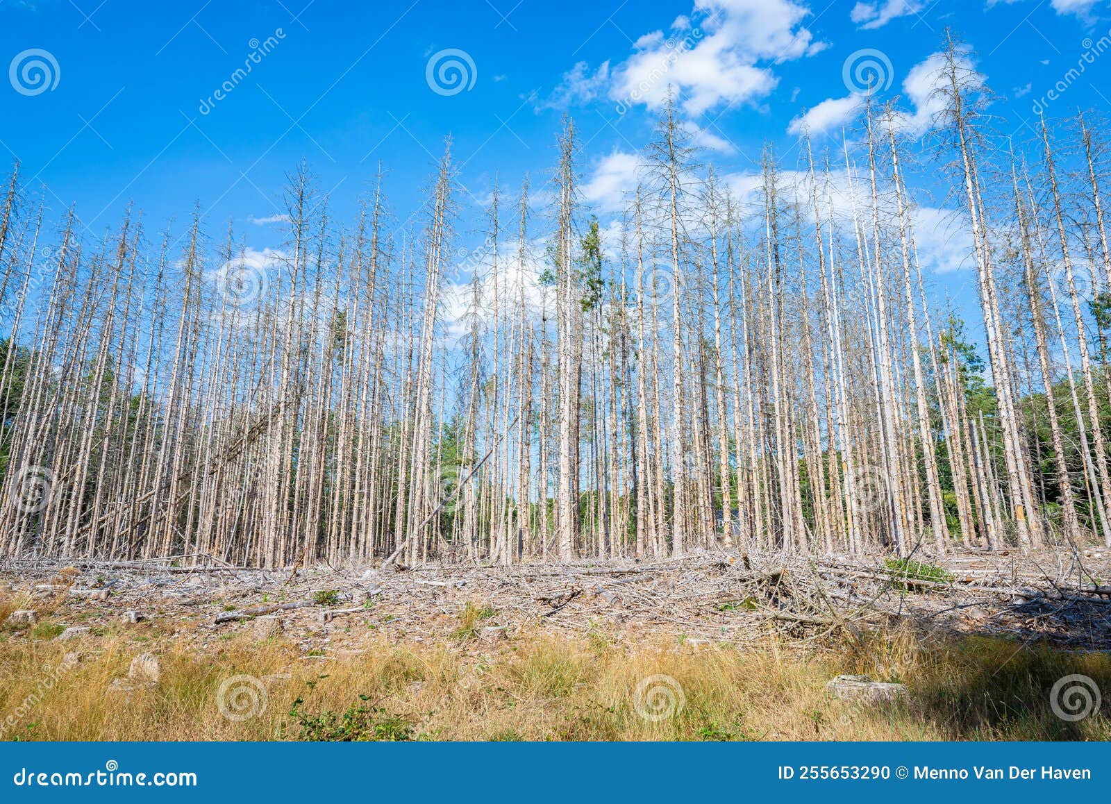 Dead Spruces at the Edge of a Forest Stock Photo - Image of blue ...