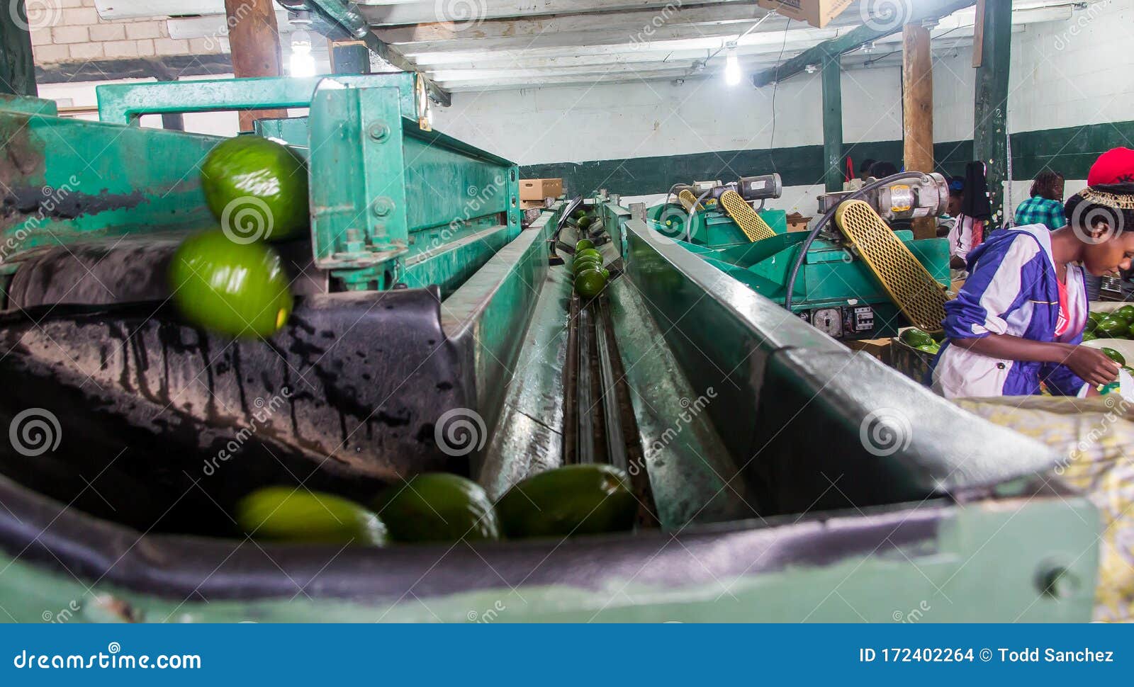 January 20, 2020 Ocoa, Dominican Republic. Dramatic Image of a Avocado ...