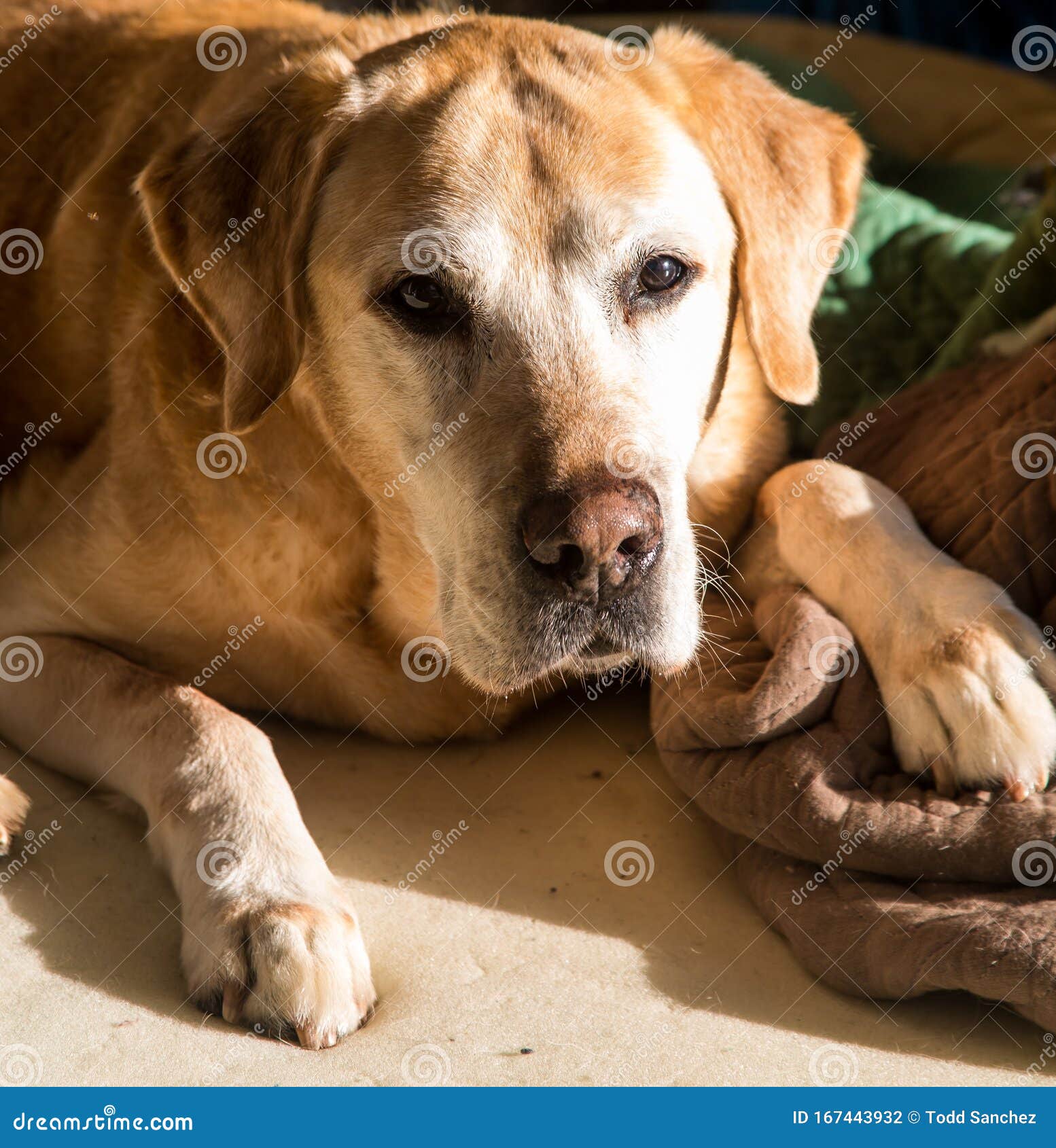 Dramatic Image of Old Yellow Lab Cute and Looking into Camera with His ...