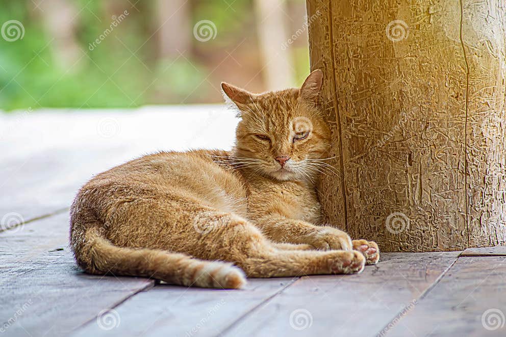 Dramatic Image of Resting Orange Tabby Cat Looking into Camera Outside ...