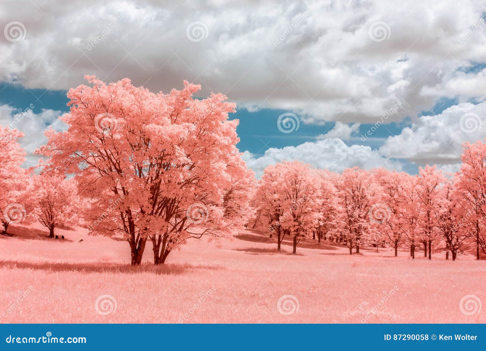 Dramatic Infrared Image of Forest Stock Photo - Image of light, tree ...