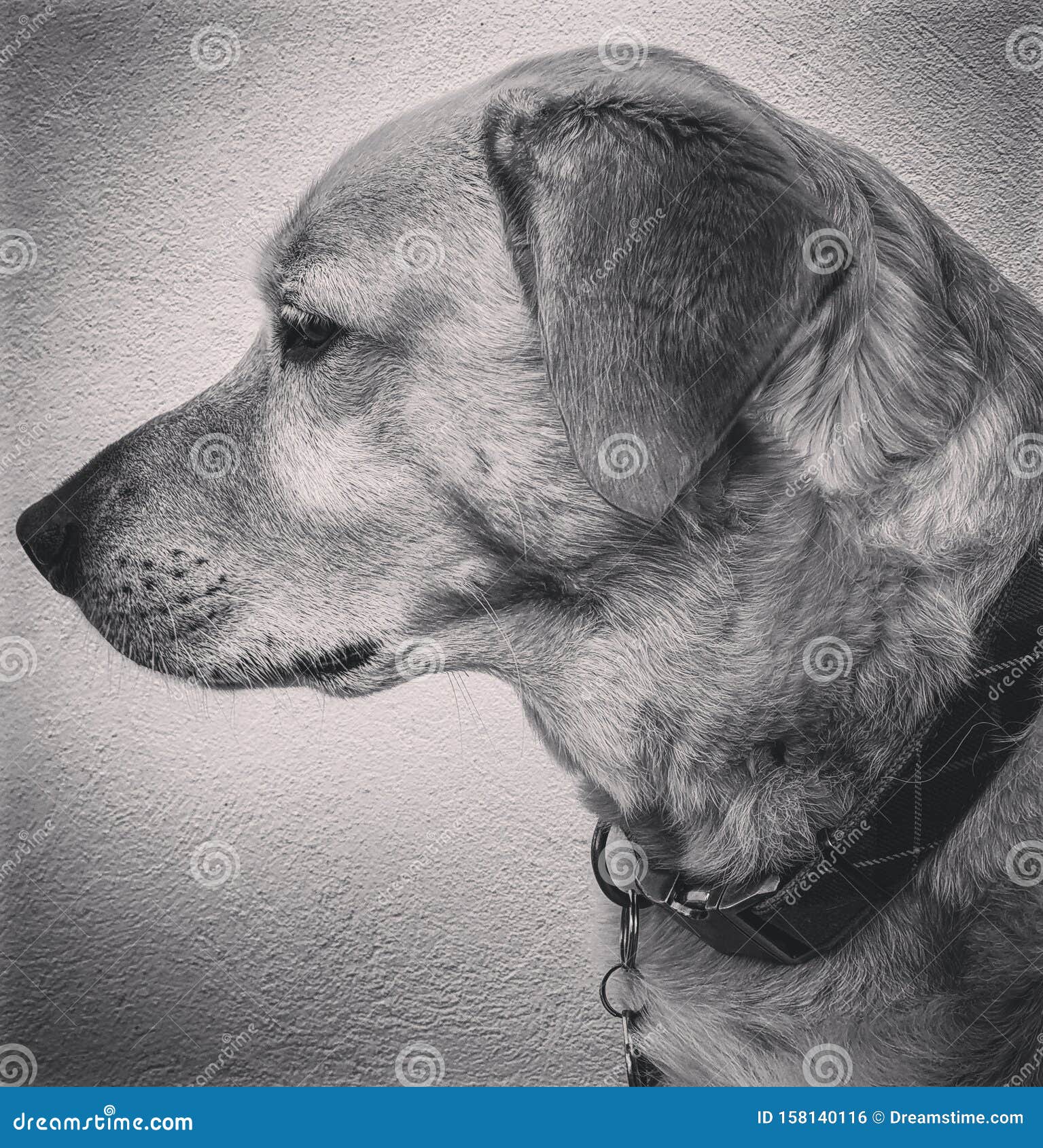 Dramatic Labrador stock photo. Image of portrait, portraits - 158140116