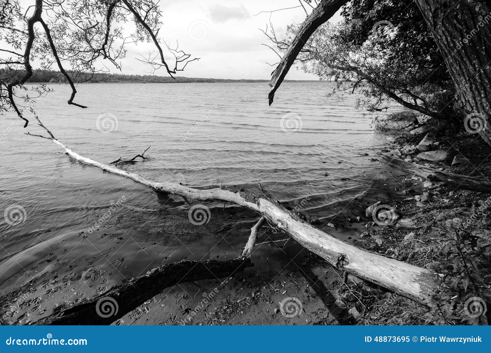 Dramatic lake scenery stock image. Image of plant, climate - 48873695