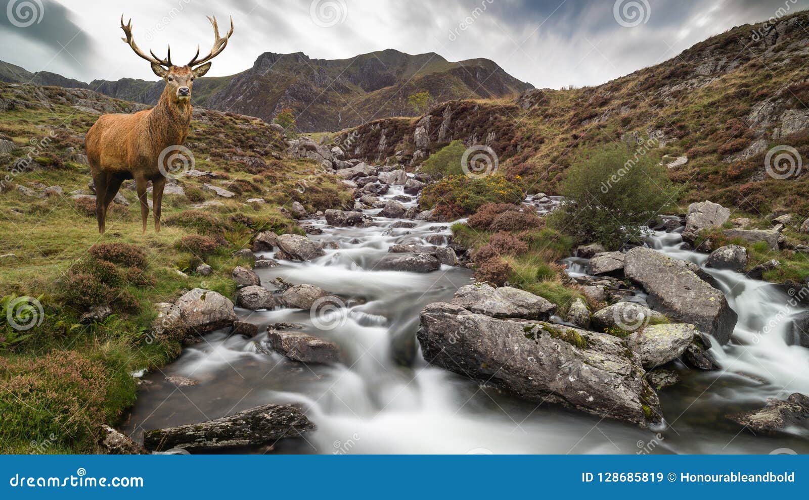 Dramatic Landscape Image of Red Deer Stag by River Flowing Down Stock ...