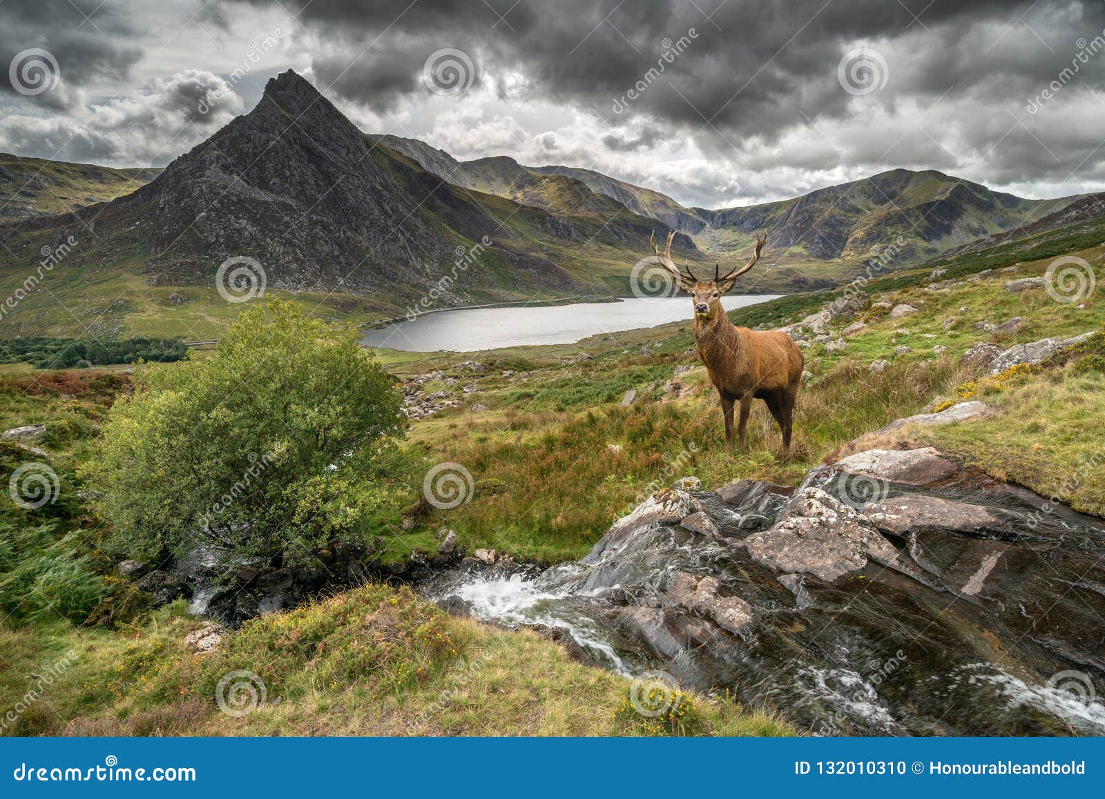 Dramatic Landscape Image of Red Deer Stag by River Flowing Down Stock ...