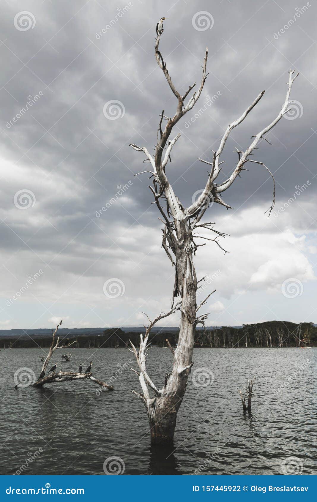 Dramatic Landscape with Old Dried Tree in Water Stock Photo - Image of ...
