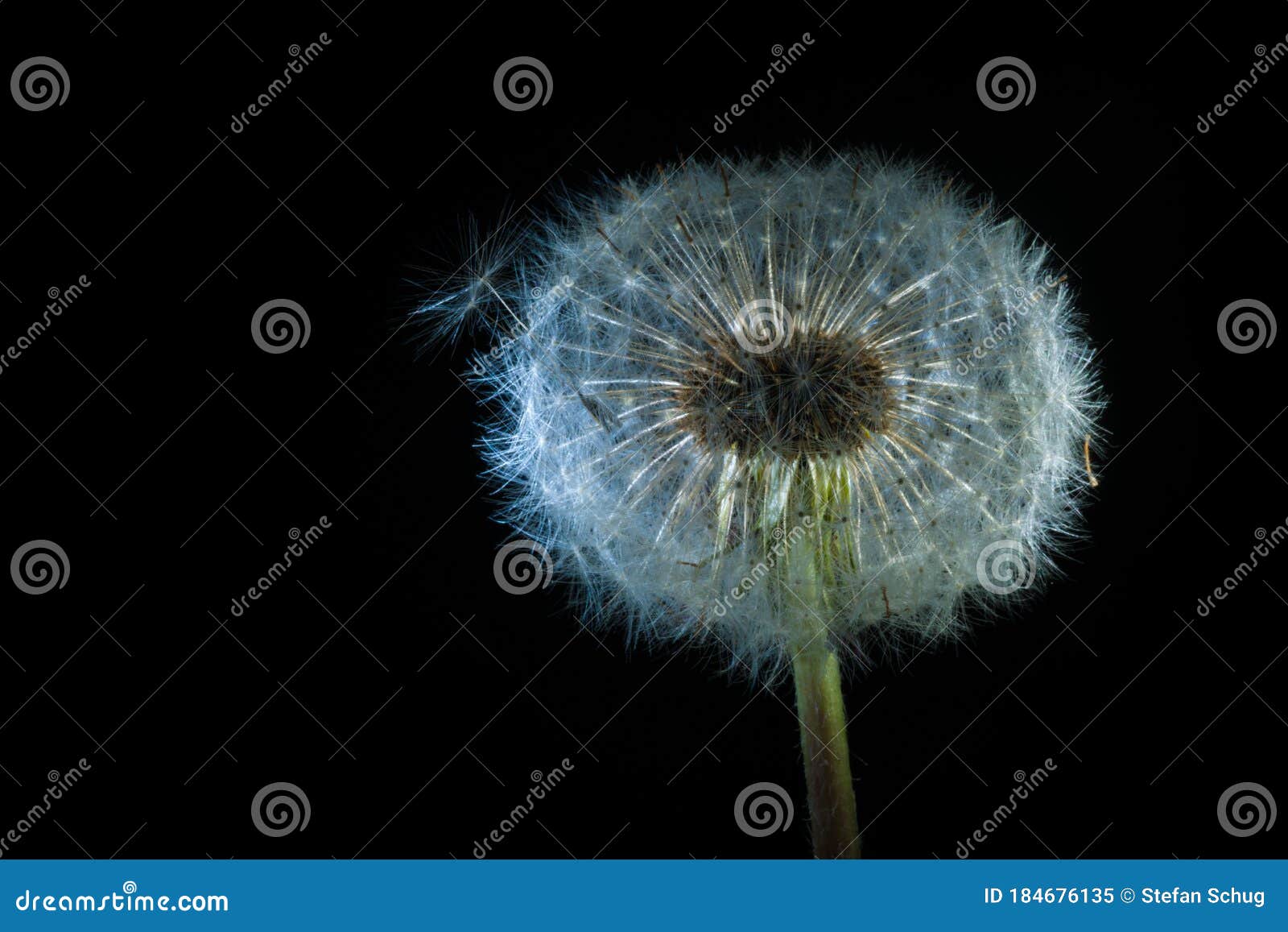Intact Dandelion Seed Pod - Dramatic Light on Black Stock Image - Image ...