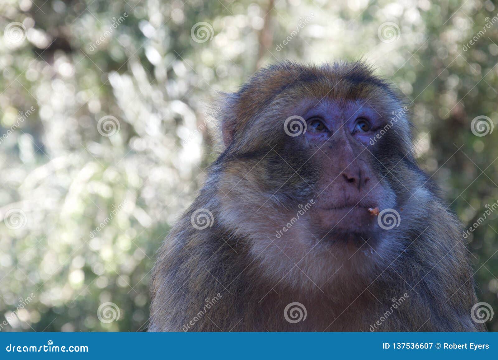 A Dramatic Monkey with Food on Its Face Stock Image - Image of morocco ...