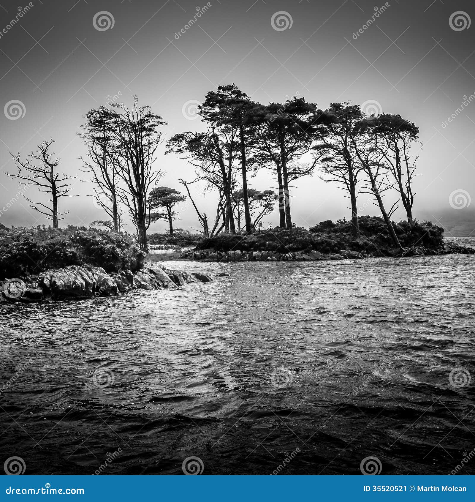 Dramatic Monochrome View of Trees in the Lake Stock Image - Image of ...