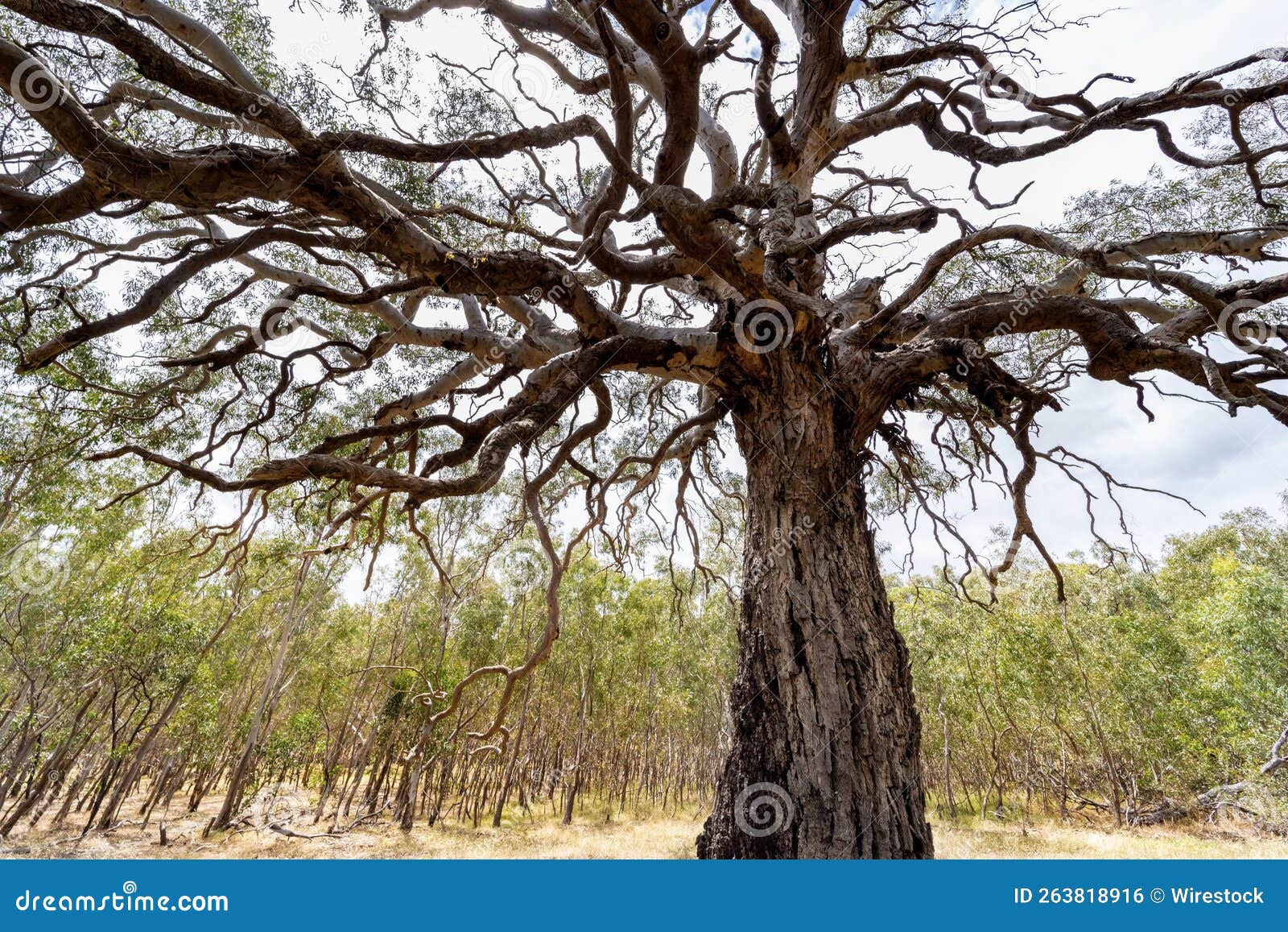 Dramatic Old Gum Tree Surrounded by Smaller Trees Stock Photo - Image ...