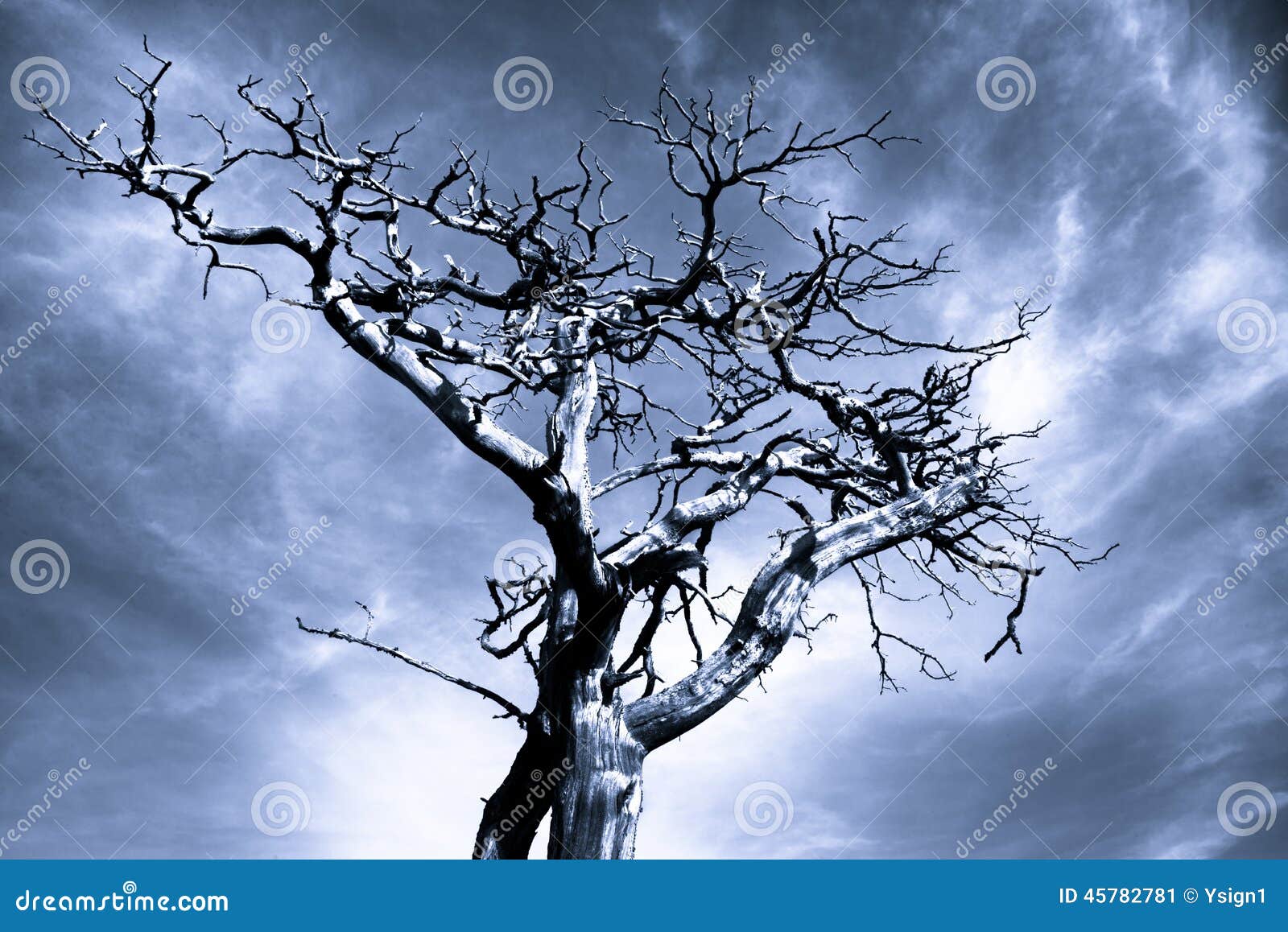 Dramatic Photo of a Dead Tree Stock Image - Image of lifeless, dark ...