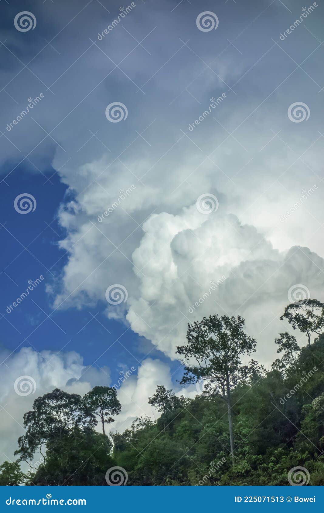 Dramatic Rain Forest Scenic View of a Jangle and Sky Stock Image ...