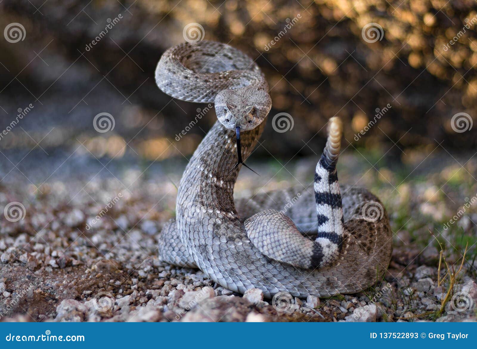 Dramatic Rattlesnake in the S-shaped Pose Stock Image - Image of viper ...