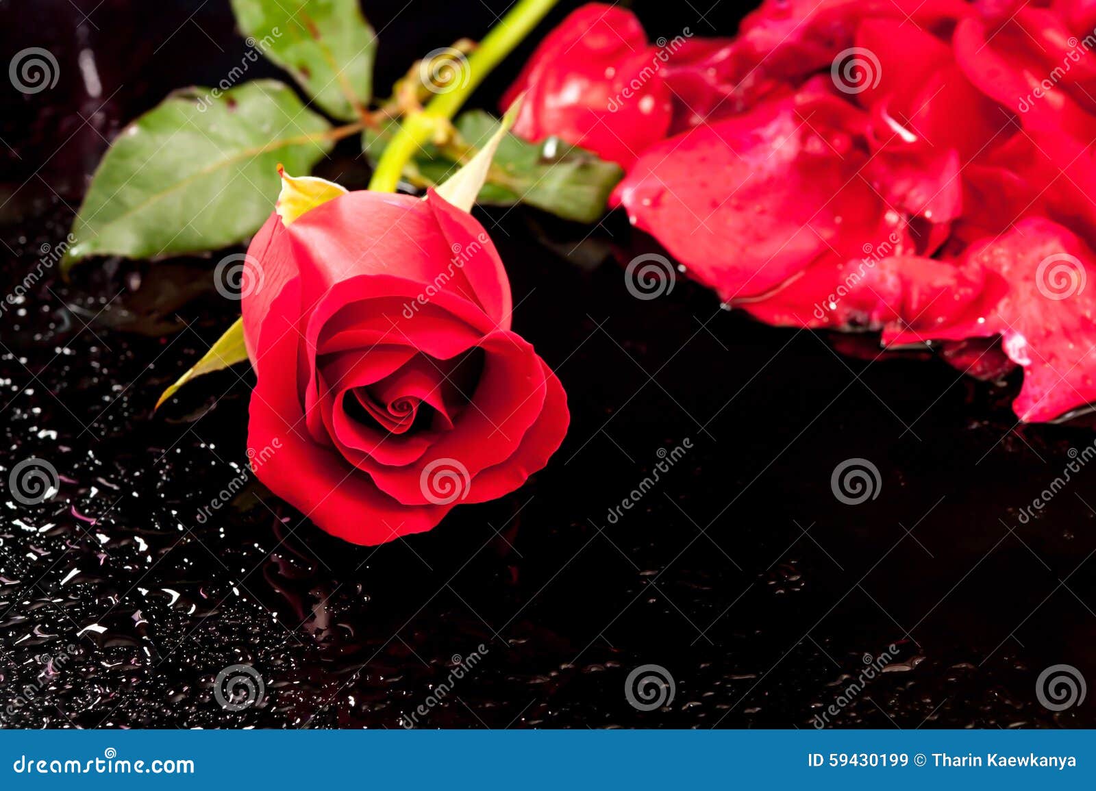 Dramatic a red rose stock image. Image of bottle, group - 59430199
