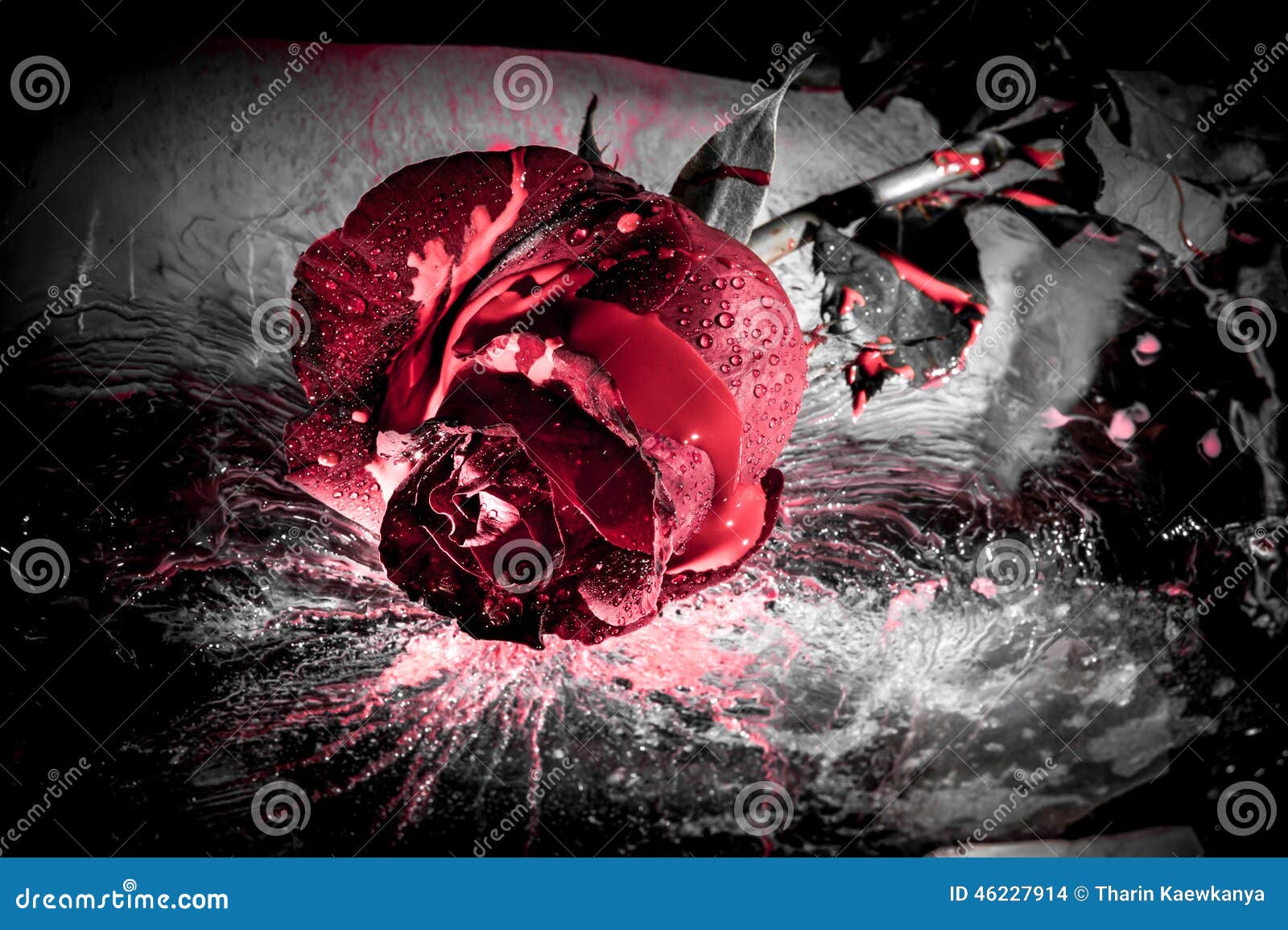 Dramatic red rose stock photo. Image of drama, natural - 46227914