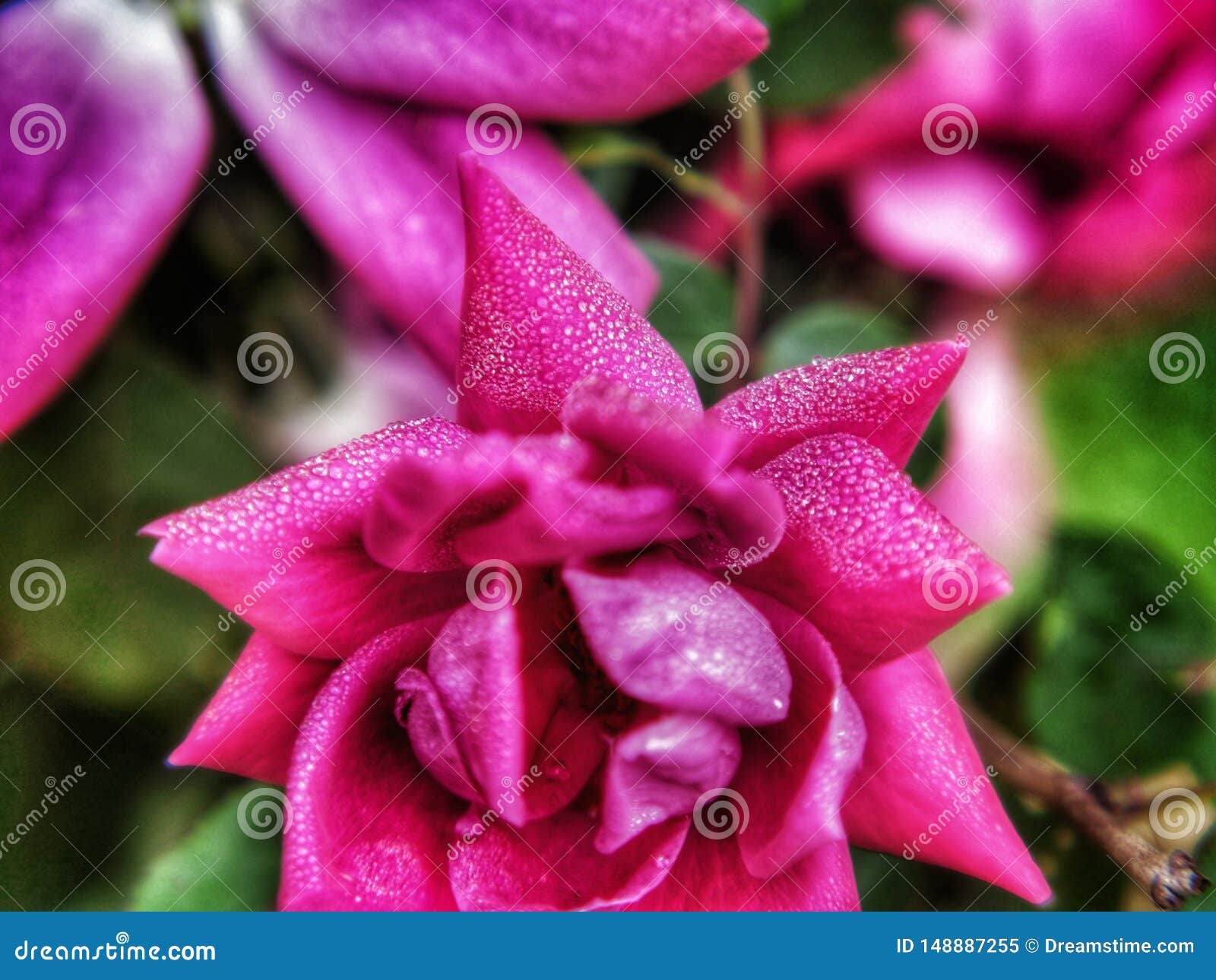 Dramatic Rose stock image. Image of summertime, rose - 148887255