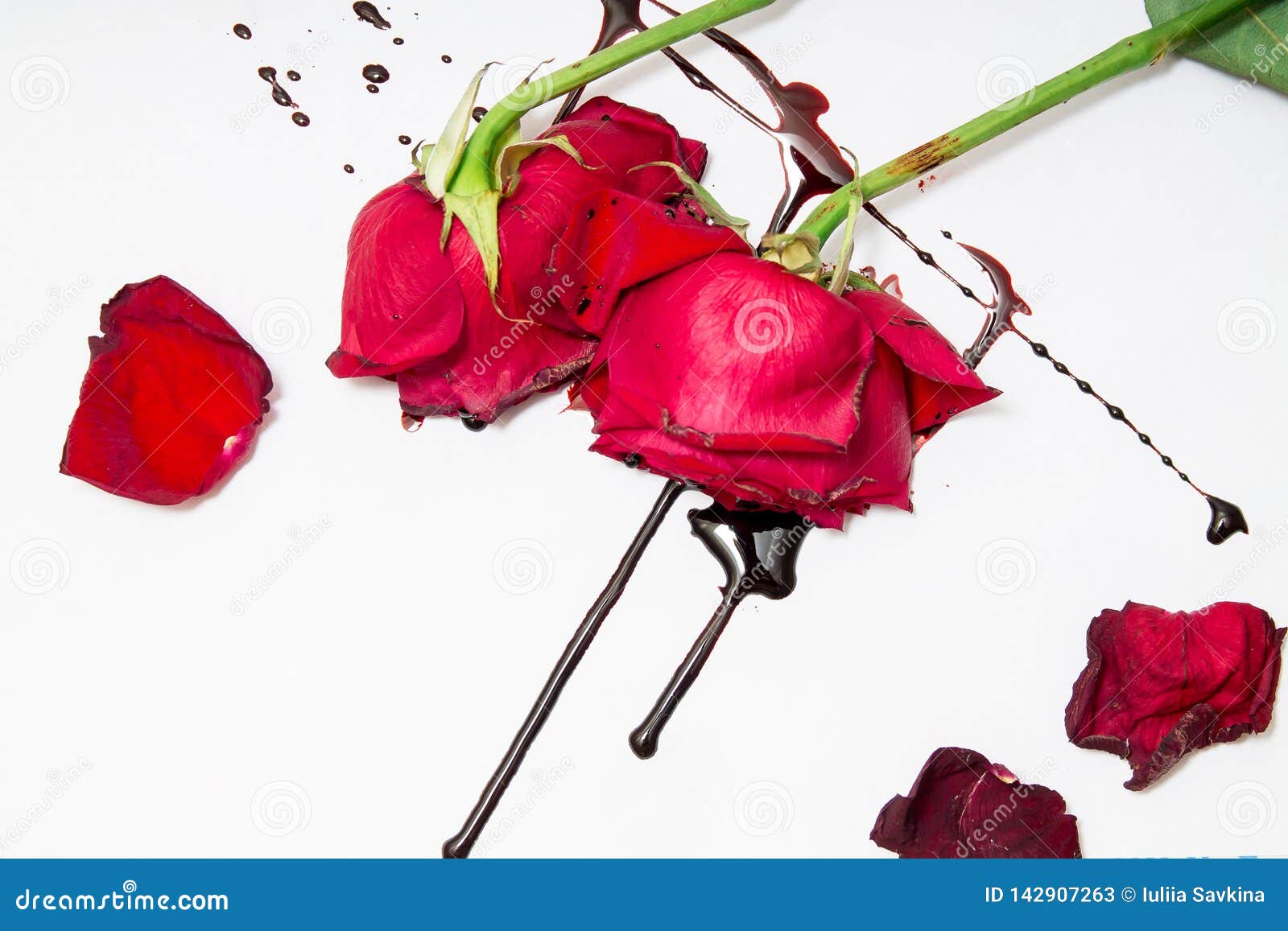 Dramatic Scene with Dark Red Roses with Blood Drops on White Background ...