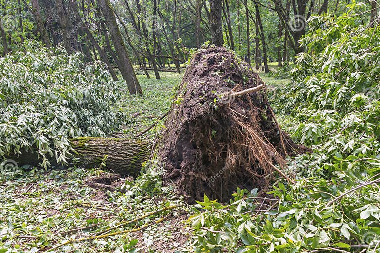 Dramatic Scene Massive Tree Uprooted, Devastating Forest Landscape ...