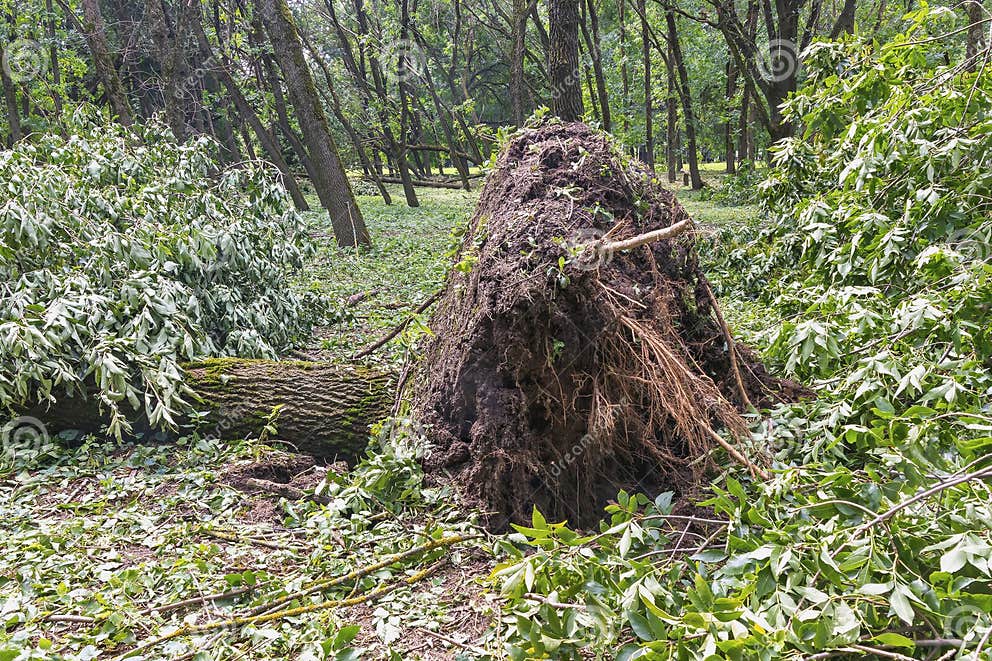 Dramatic Scene Massive Tree Uprooted, Devastating Forest Landscape ...