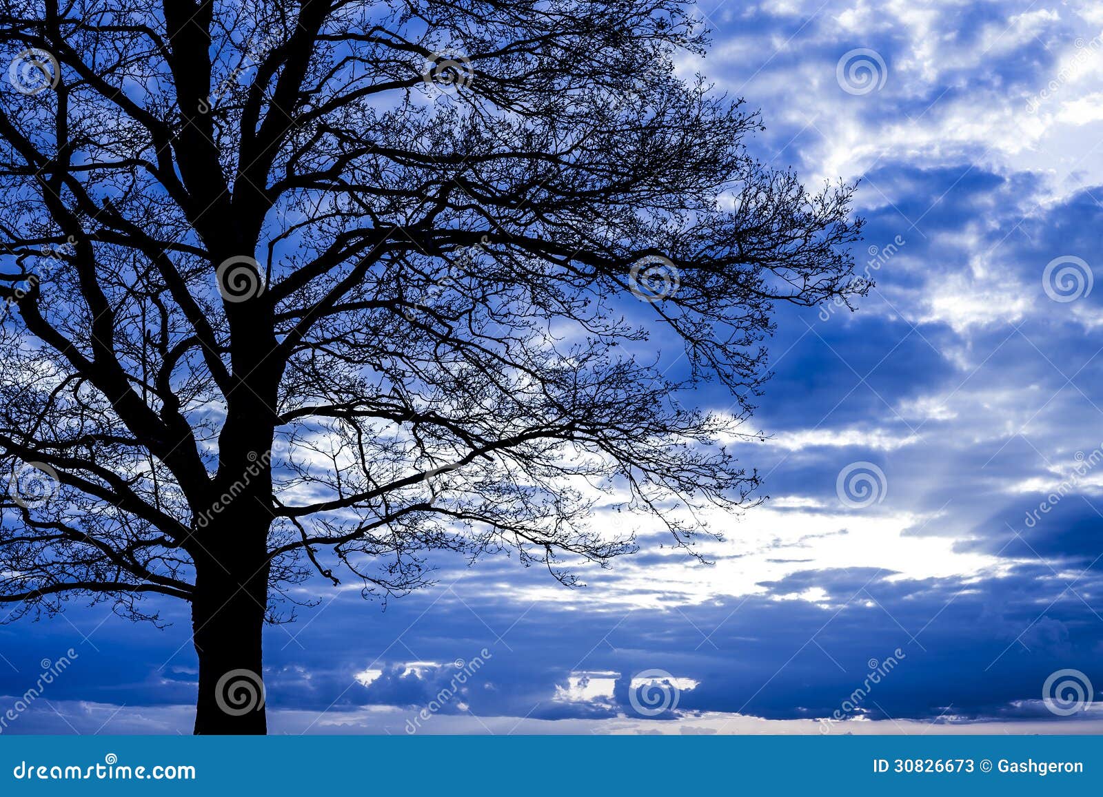 Dramatic scene with tree. stock image. Image of rain - 30826673
