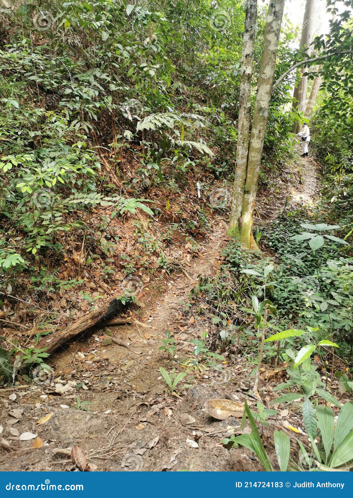 Dramatic Scenery of the Forest. Stock Image - Image of stream, wetland ...