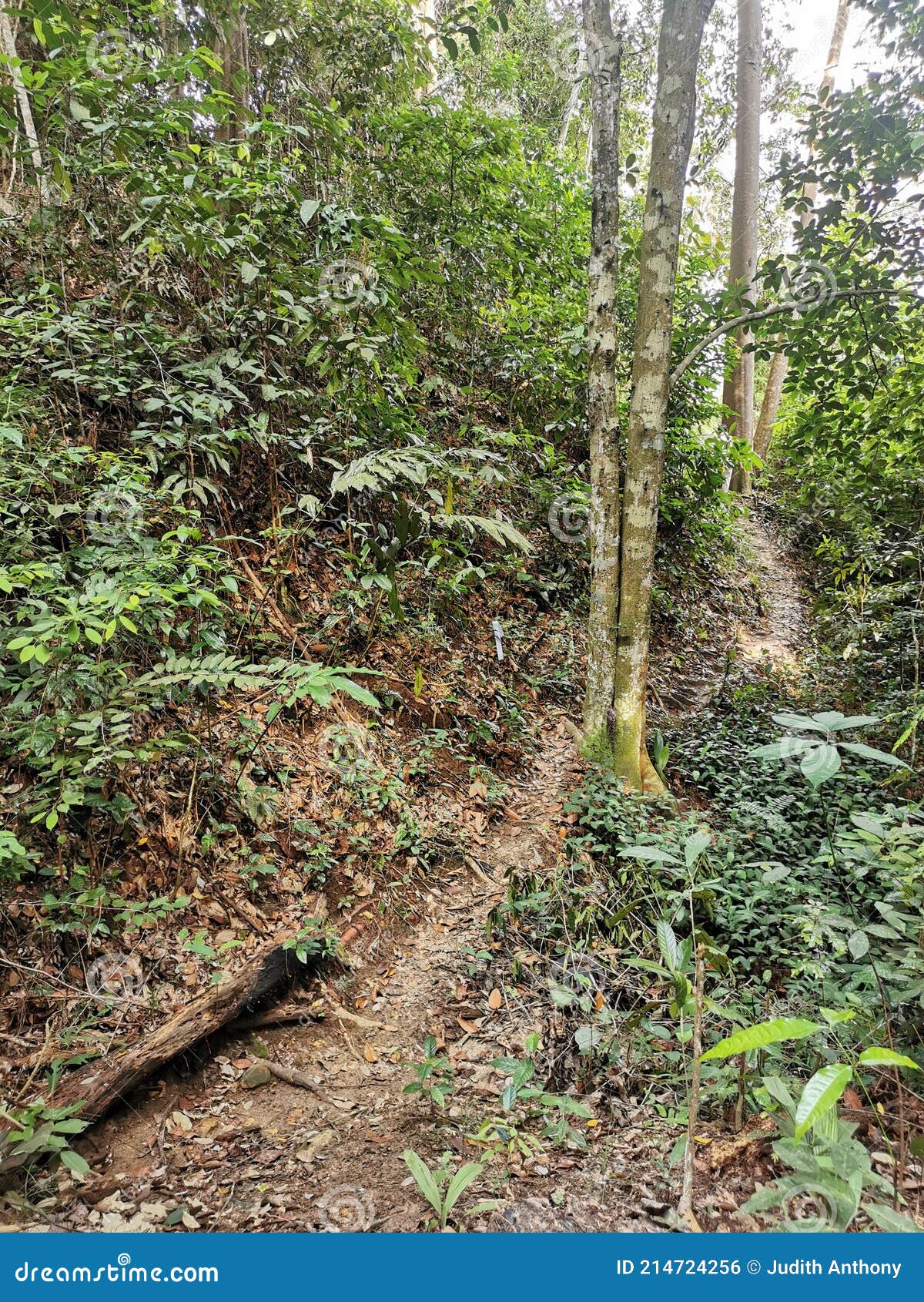 Dramatic Scenery of the Forest. Stock Photo - Image of forest, jungle ...