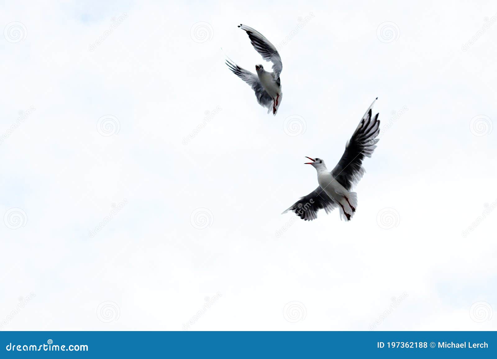 Dramatic Seagull Fighting in a Sky Stock Photo - Image of beak, fight ...