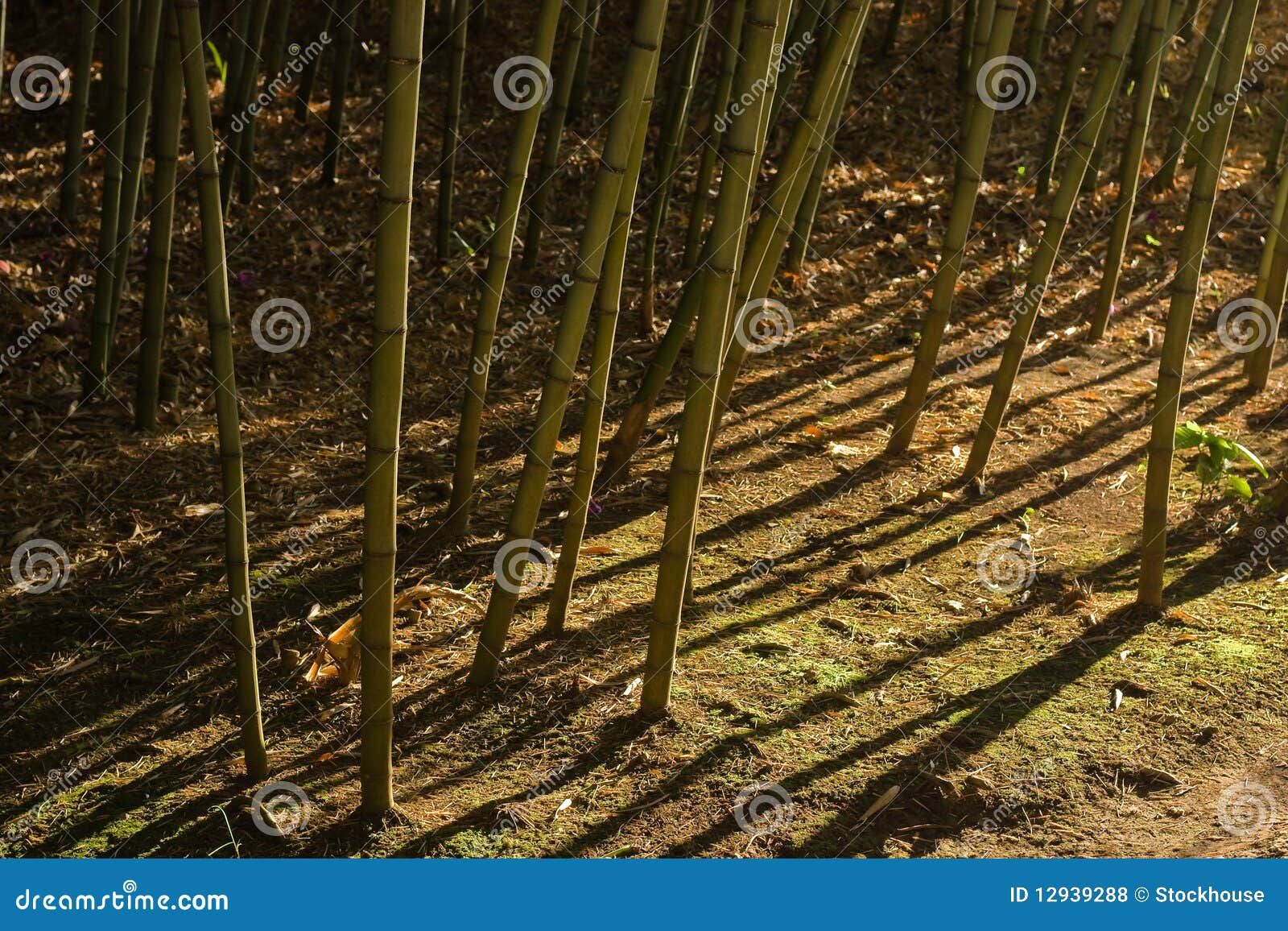 Dramatic Shadows in Bamboo Forest (2) Stock Photo - Image of exotic ...