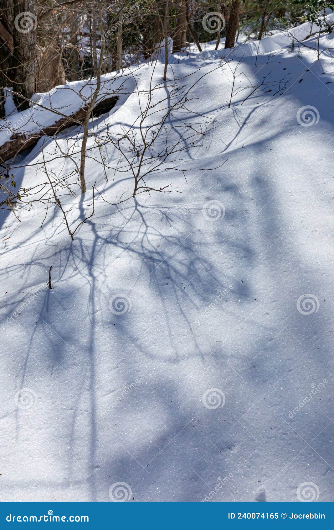 Dramatic Shadows Fall on New Snow in Pisgah Forest Stock Image - Image ...