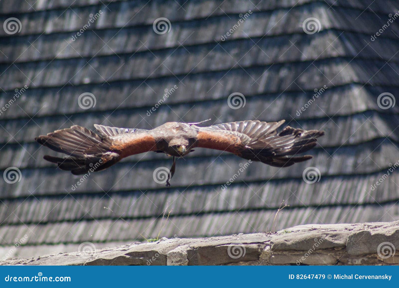 Dramatic Shot of the Flying Eagle. Stock Image - Image of inlet ...