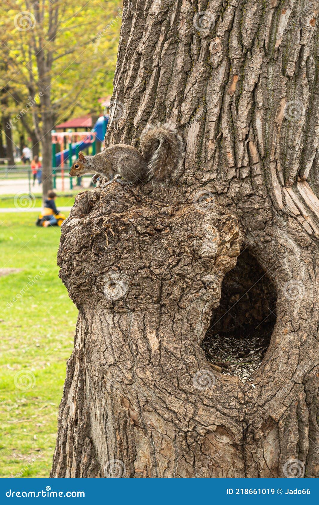 Sick Skin Squirrel with Various Rashes Stock Image - Image of culture ...