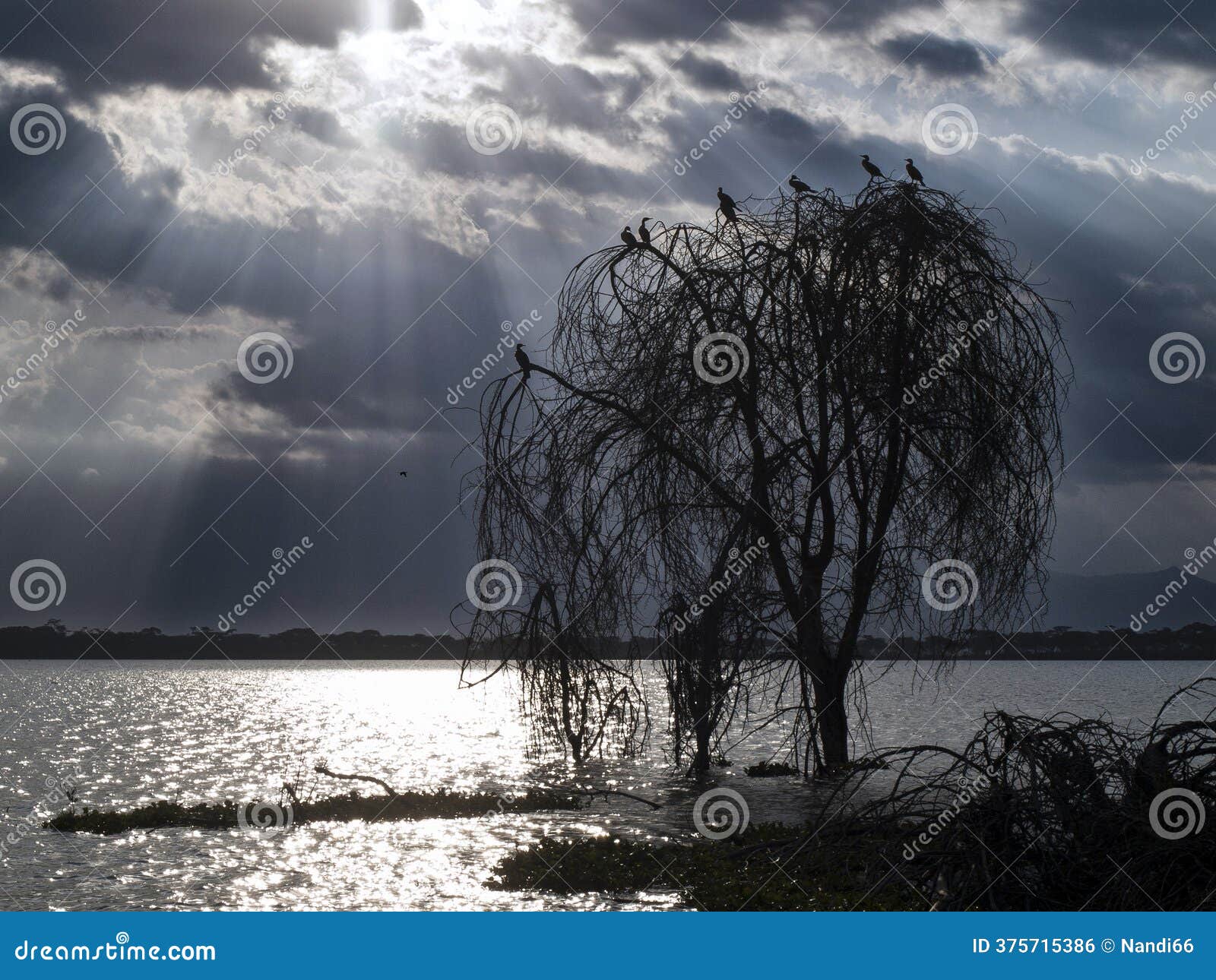 Dynamic Row Of Weeping Willow Trees Surrounded By Royalty-Free Stock ...