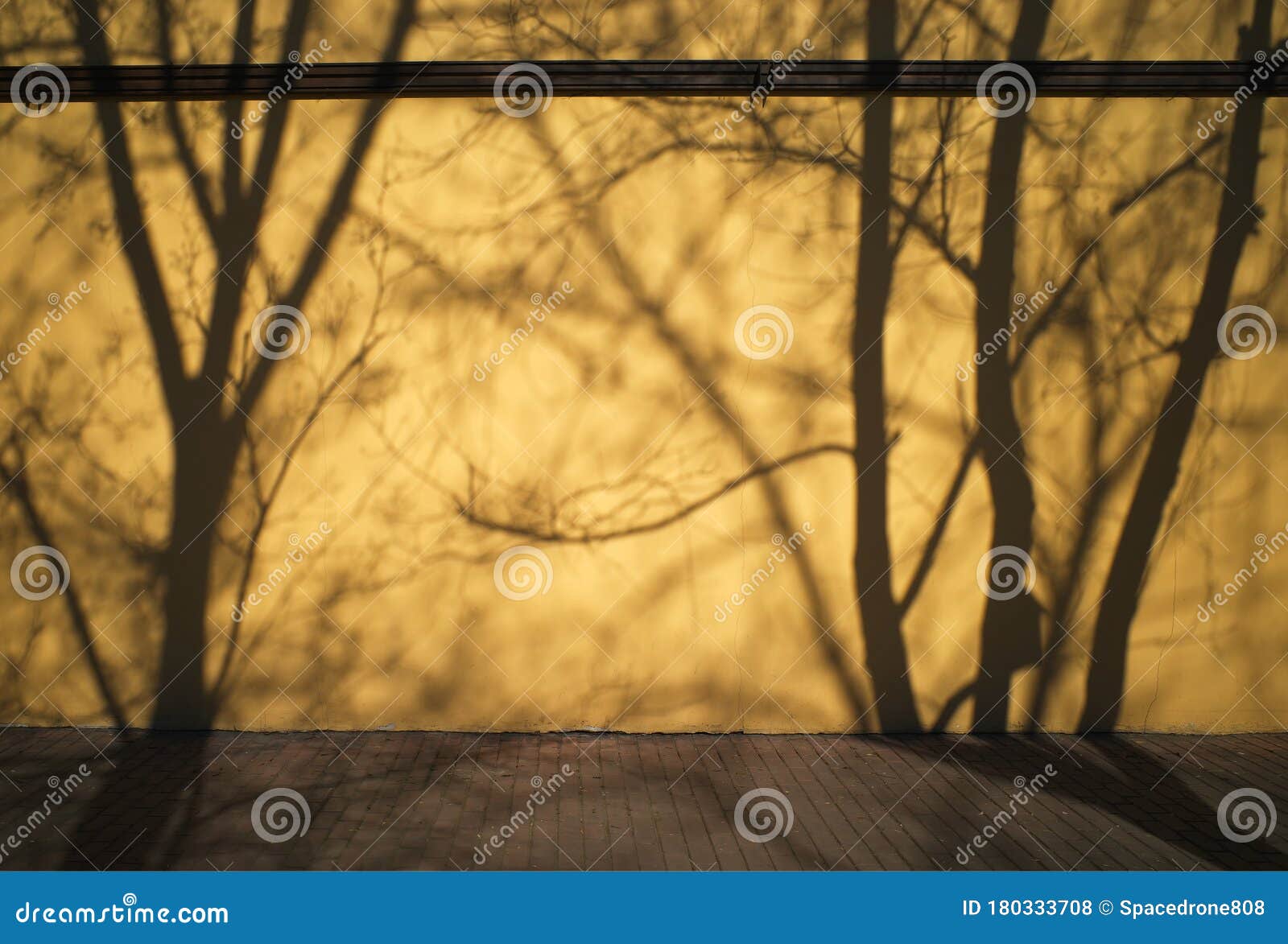 Dramatic Silhouettes of Spring Trees on Street Wall Stock Photo - Image ...