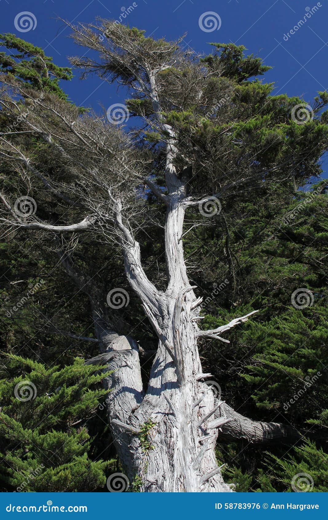 Dramatic Silver trees stock photo. Image of grey, conifer - 58783976