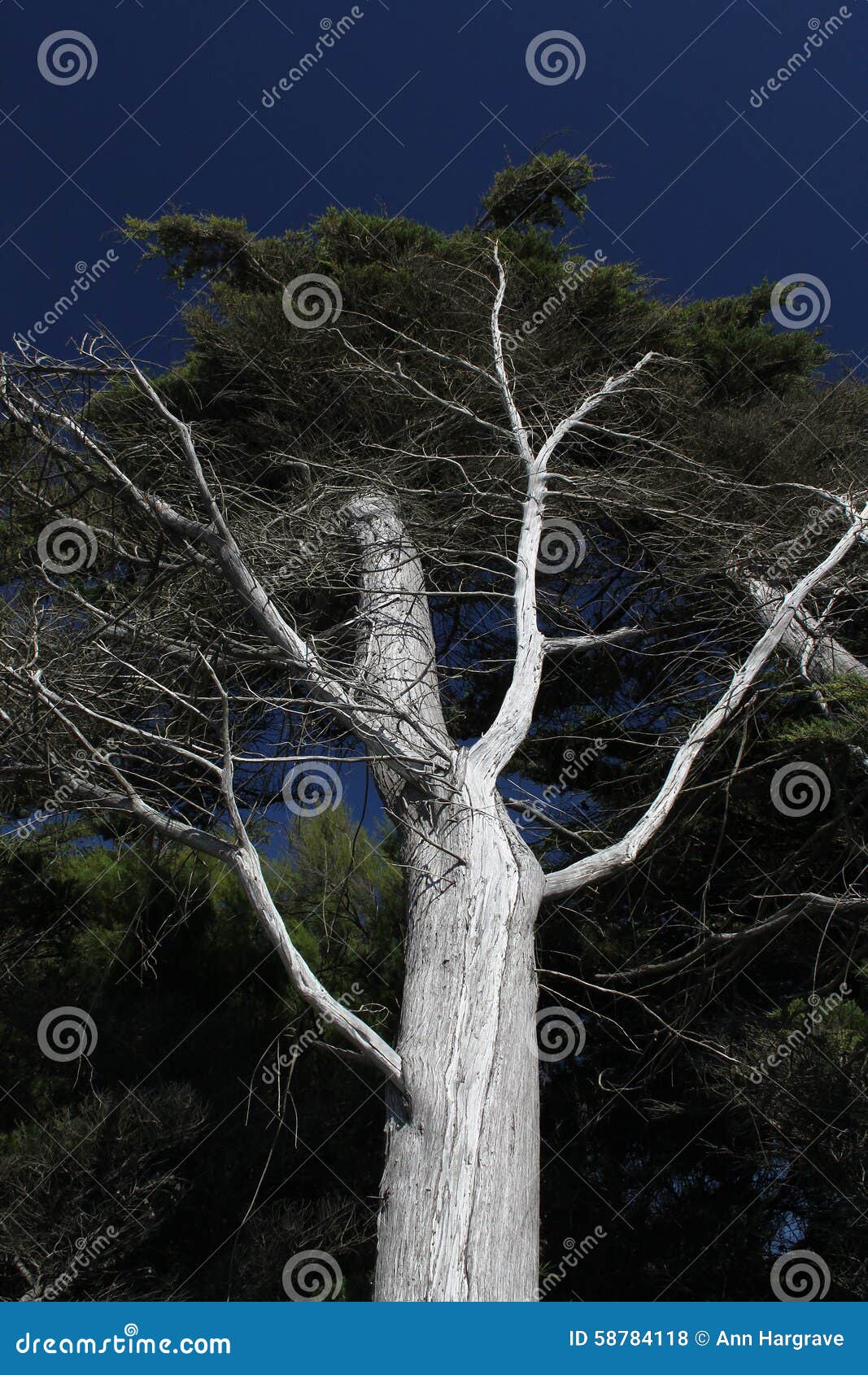 Dramatic Silver trees stock photo. Image of gray, outdoor - 58784118