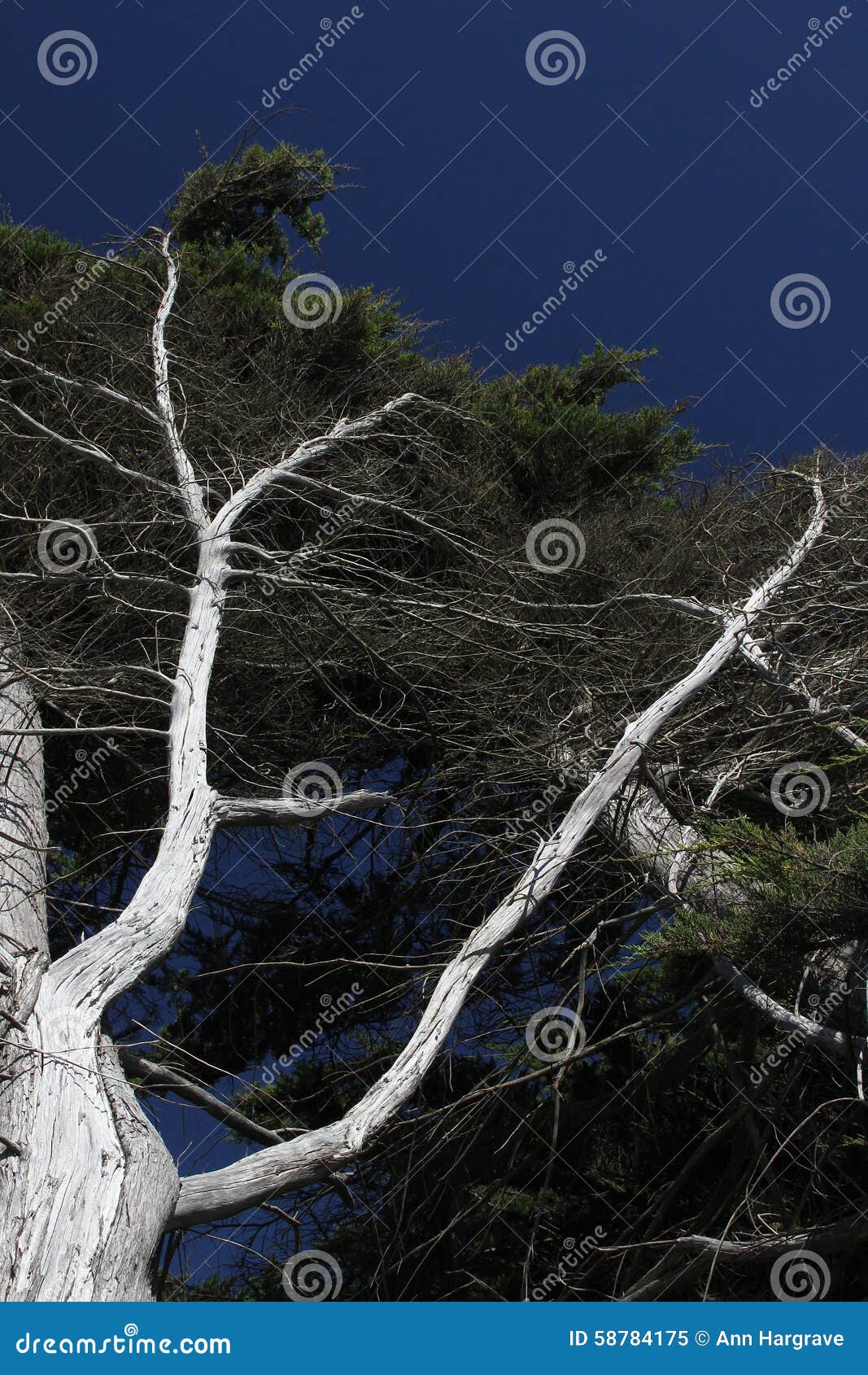 Dramatic Silver trees stock image. Image of bright, conifer - 58784175
