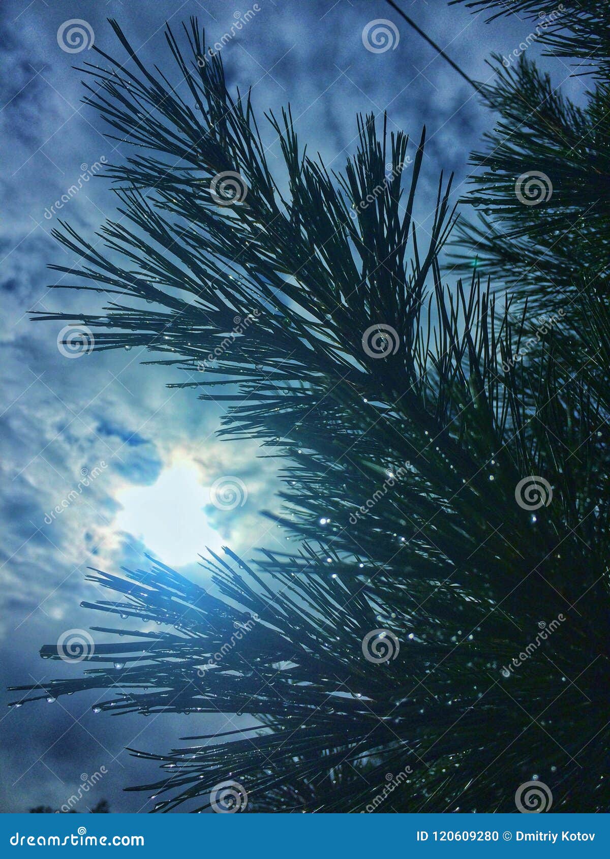 Night pine tree stock photo. Image of tree, night, pine - 120609280