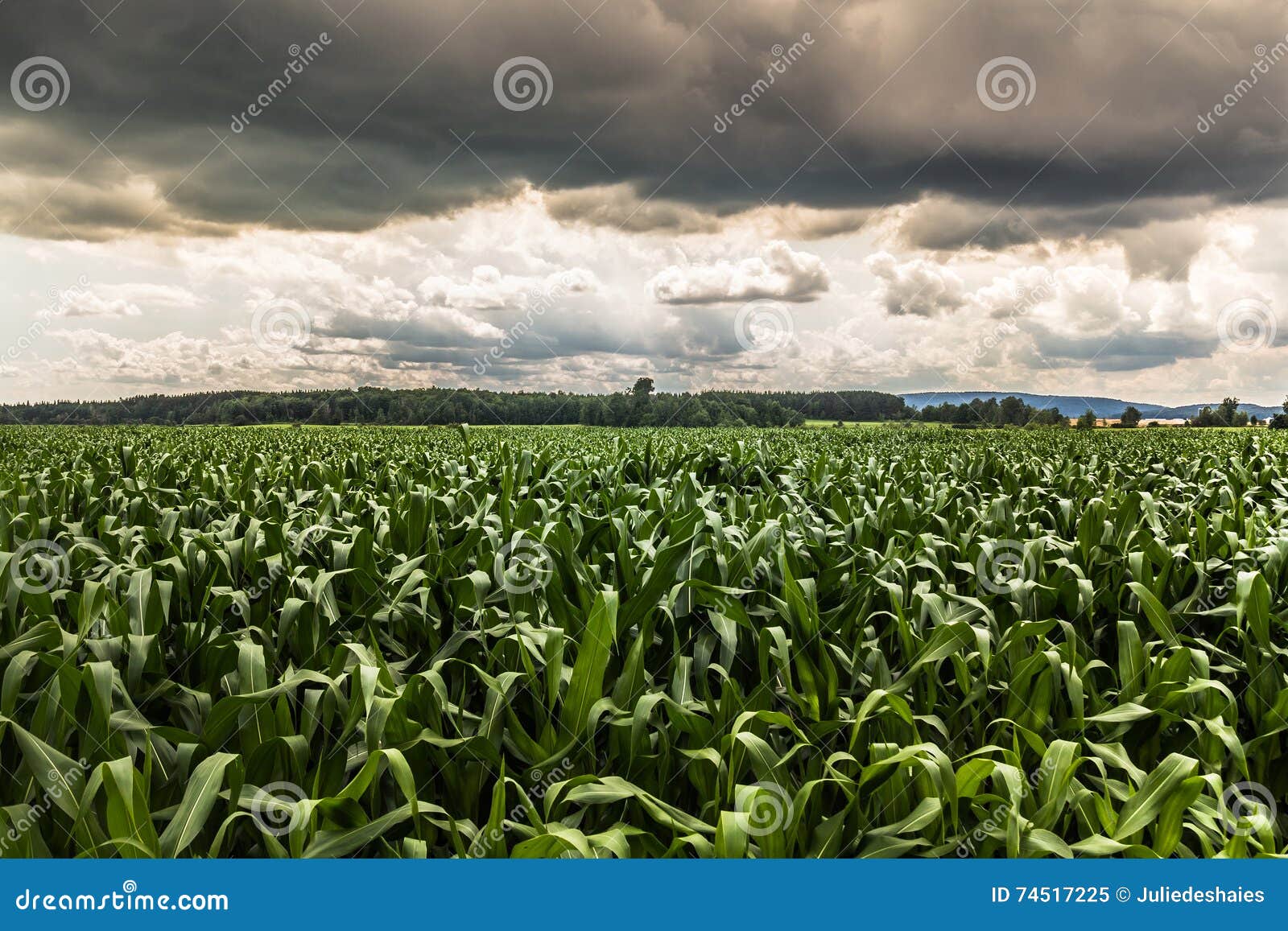 Dramatic Sky Corn Field Landscape Stock Image - Image of storm, plant ...