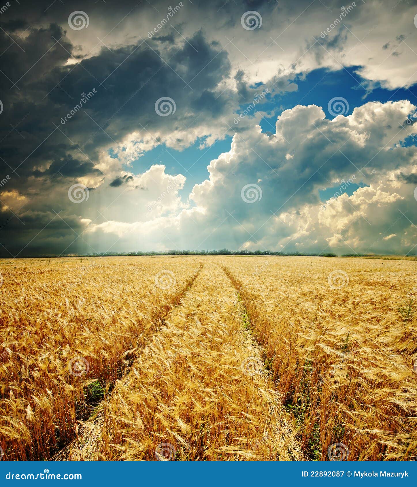 Dramatic Sky and Golden Field Stock Image - Image of countryside ...
