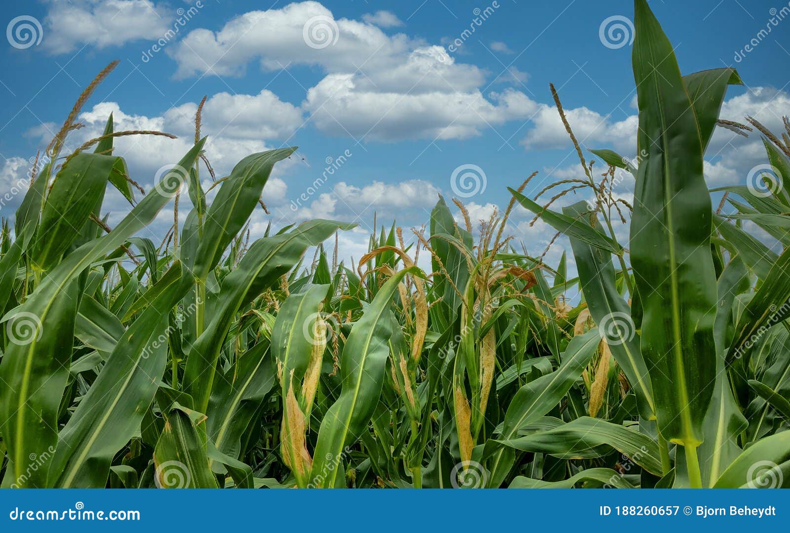 Dramatic Sky Looming Over Corn Fields. Stock Image - Image of cloud ...