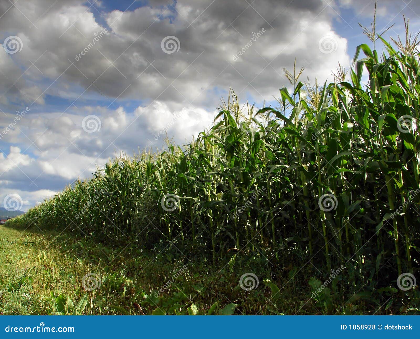 Dramatic Sky Over Corn Filed Stock Photo - Image of august, corn: 1058928